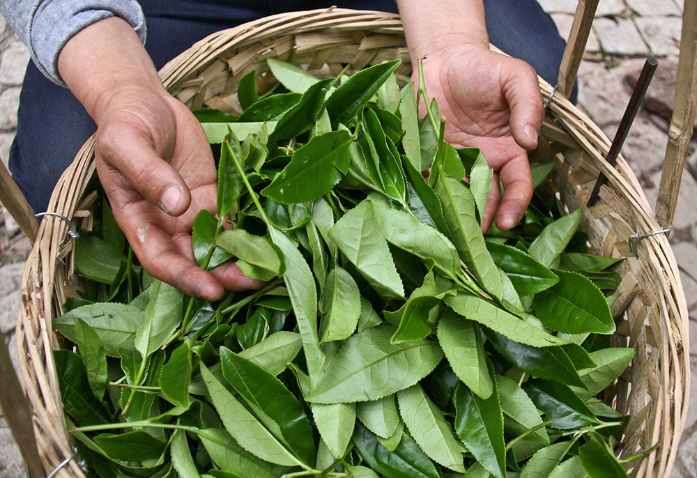 Tea Making Process – Twinings.ca