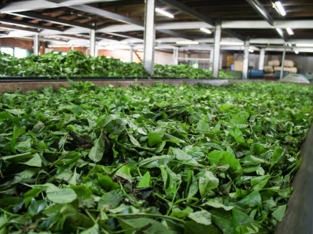Tea Making Process – Twinings.ca